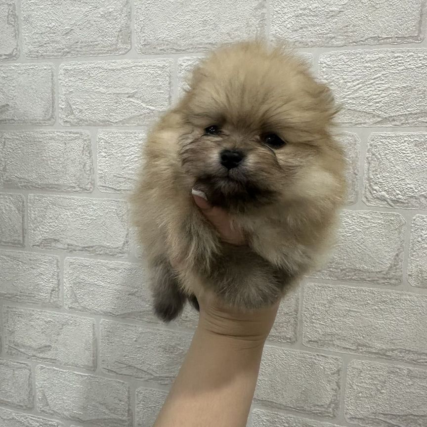 Маленький мишка мальчик 1 мес