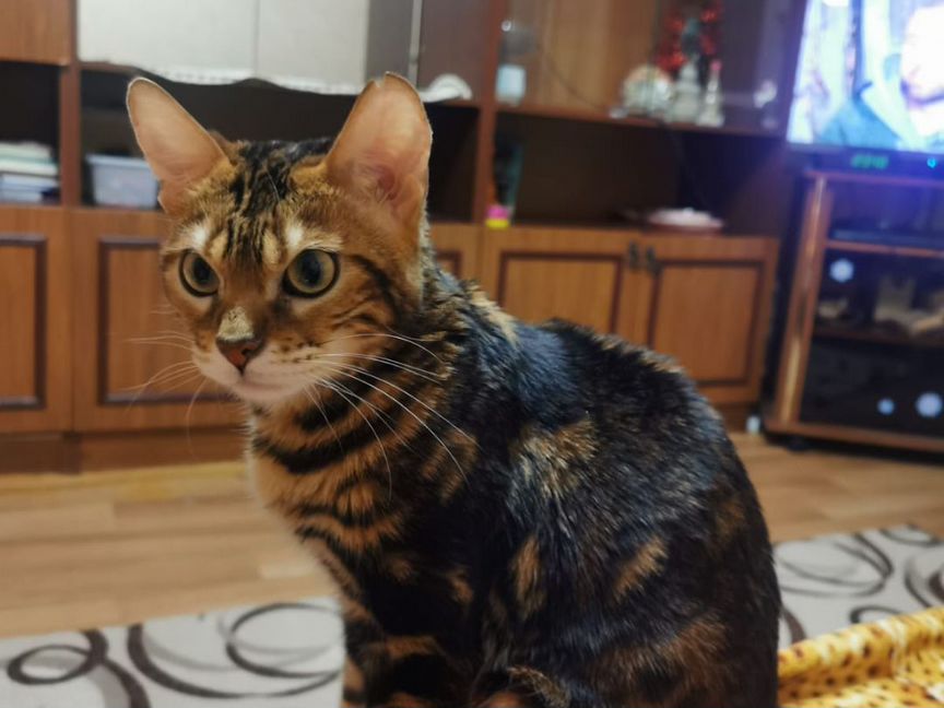 Бенгальская кошка бесплатно