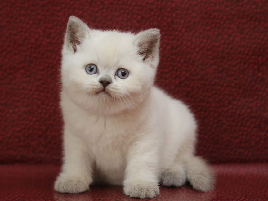 Британская короткошерстная