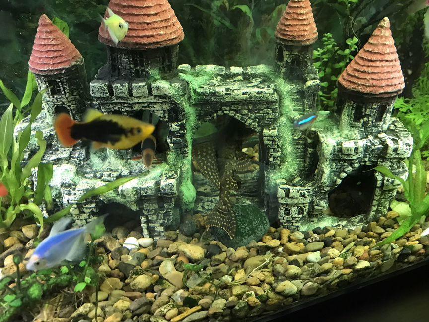 Сом птеригоплихт, отдается