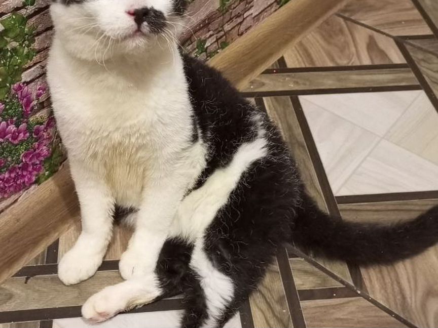 Котёнок полу сфинкс