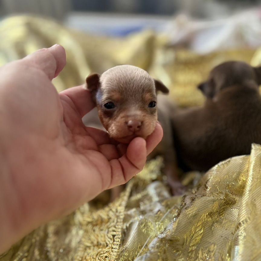 Мини той-терьер