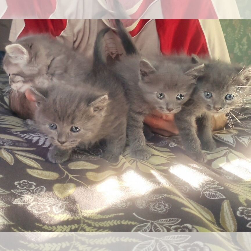 Котёнок в добрые руки