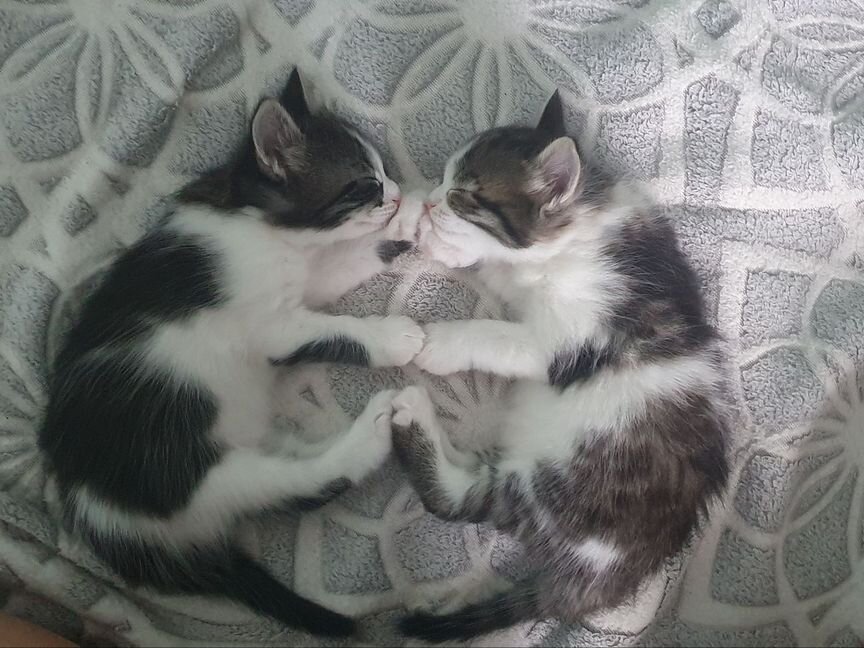 Котята в добрые руки