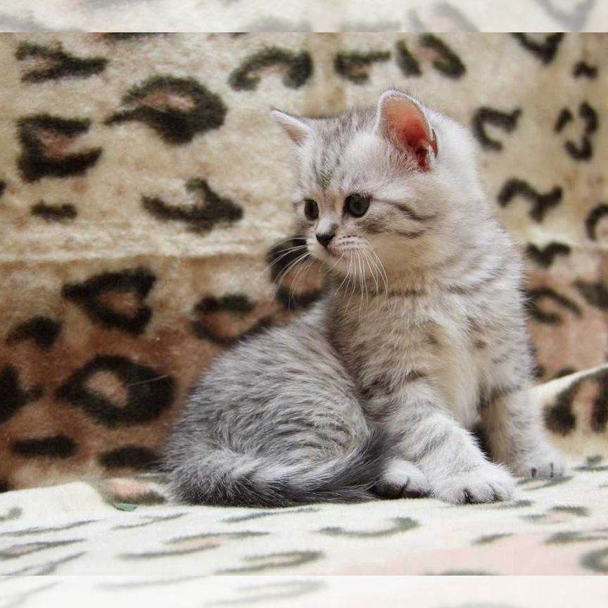 Британский короткошёрстный котёнок