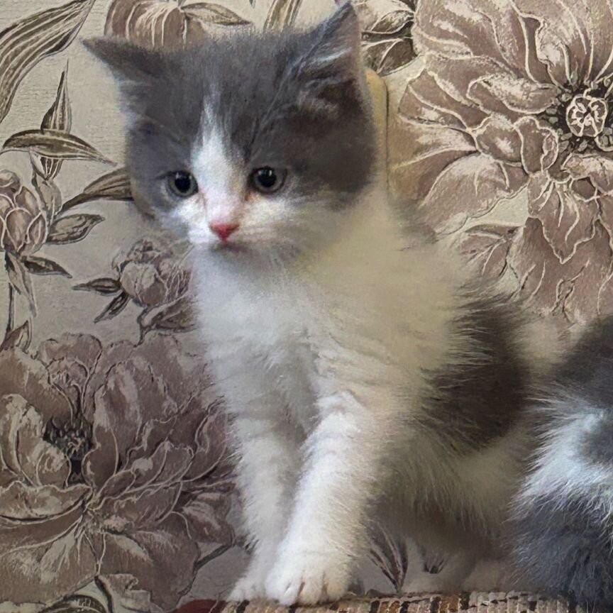 Шотландский прямоухий короткошёрстный котёнок