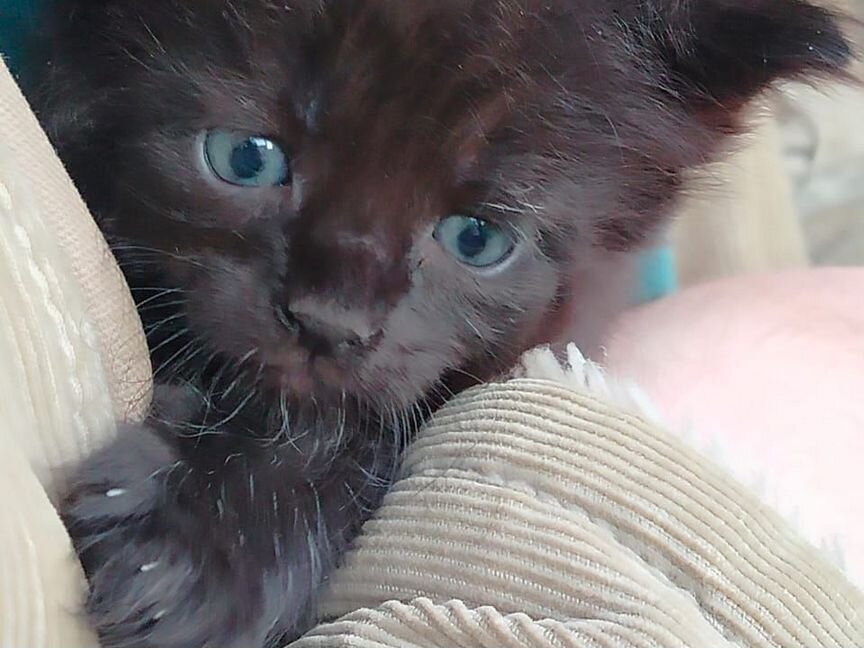 Котята в добрые руки бесплатно