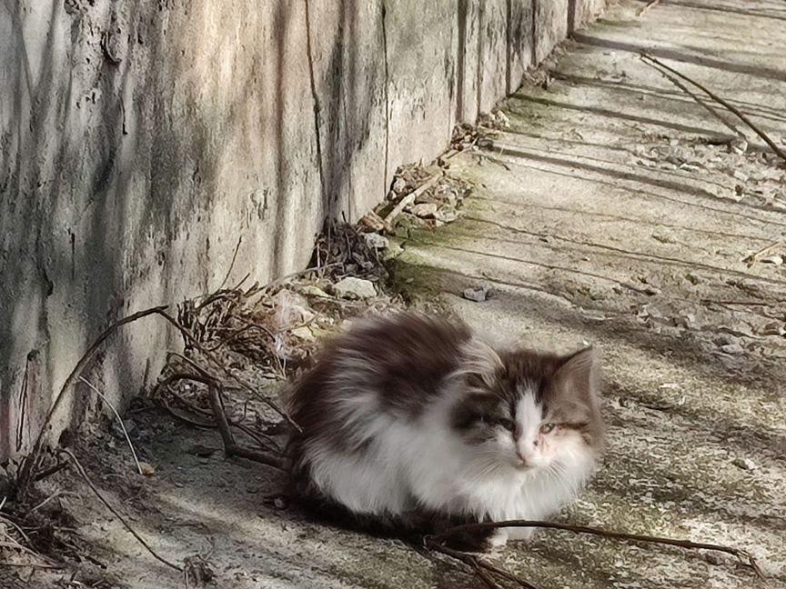 Пушистая малышка ищет семью