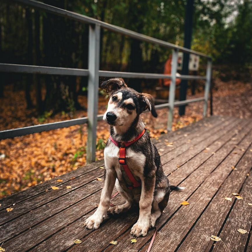 Фиби ищет дом (собака в добрые руки)