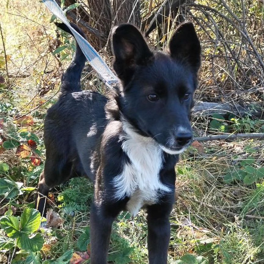 Щенок в добрые руки