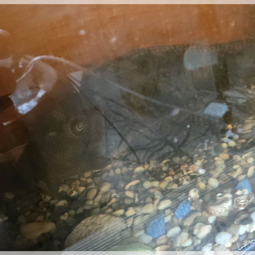 Парчовый сом