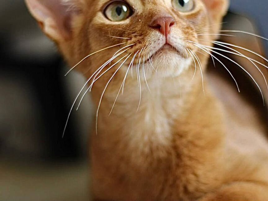 Кошка