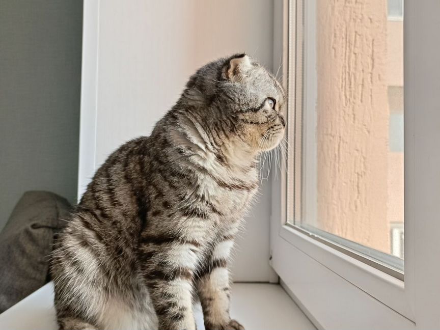 Шотландский котенок (девочка)