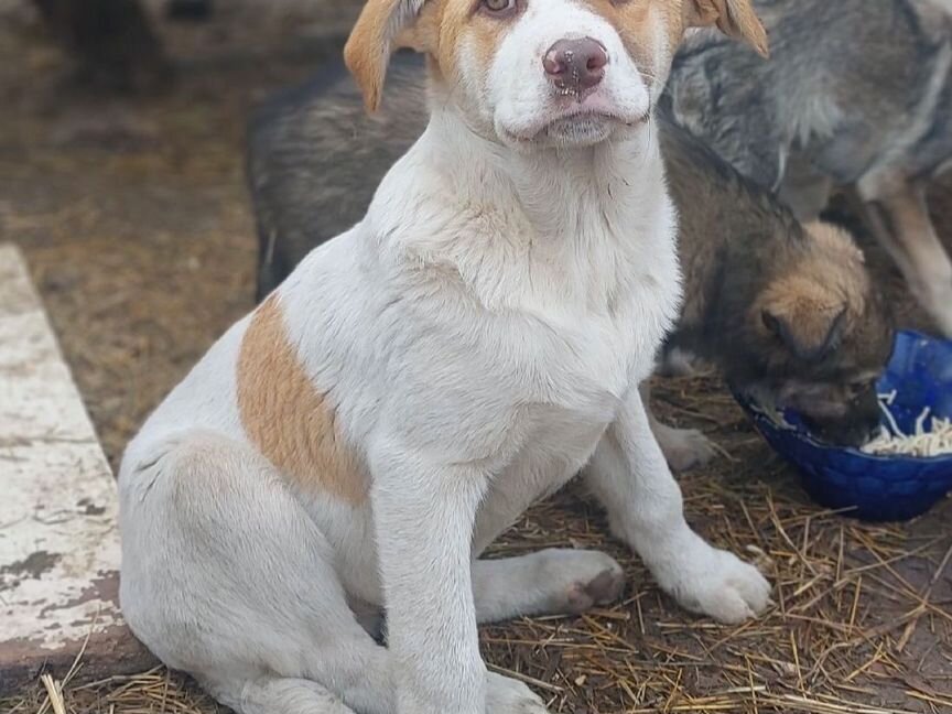 Щенуля-красотка