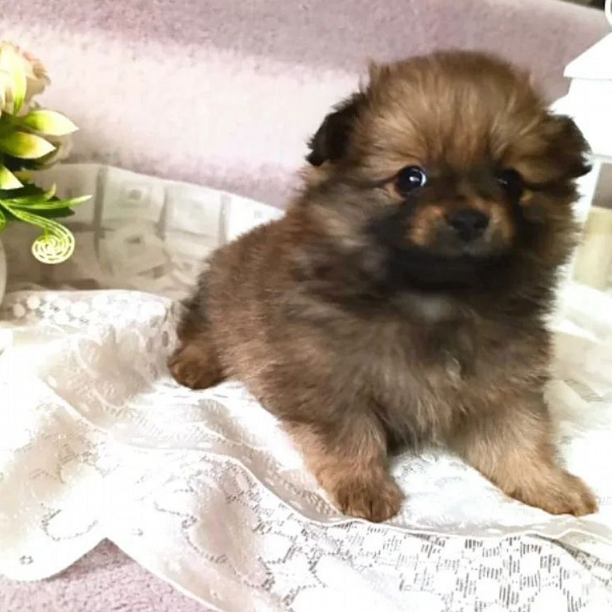 Немецкий шпиц, щенок