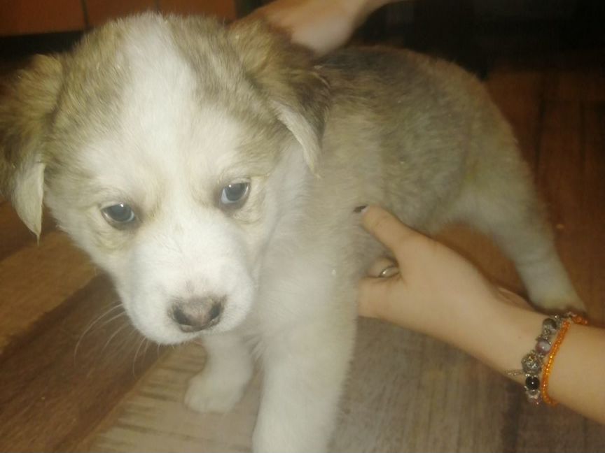 Отдам в добрые руки. Весёлые, игривые девочки