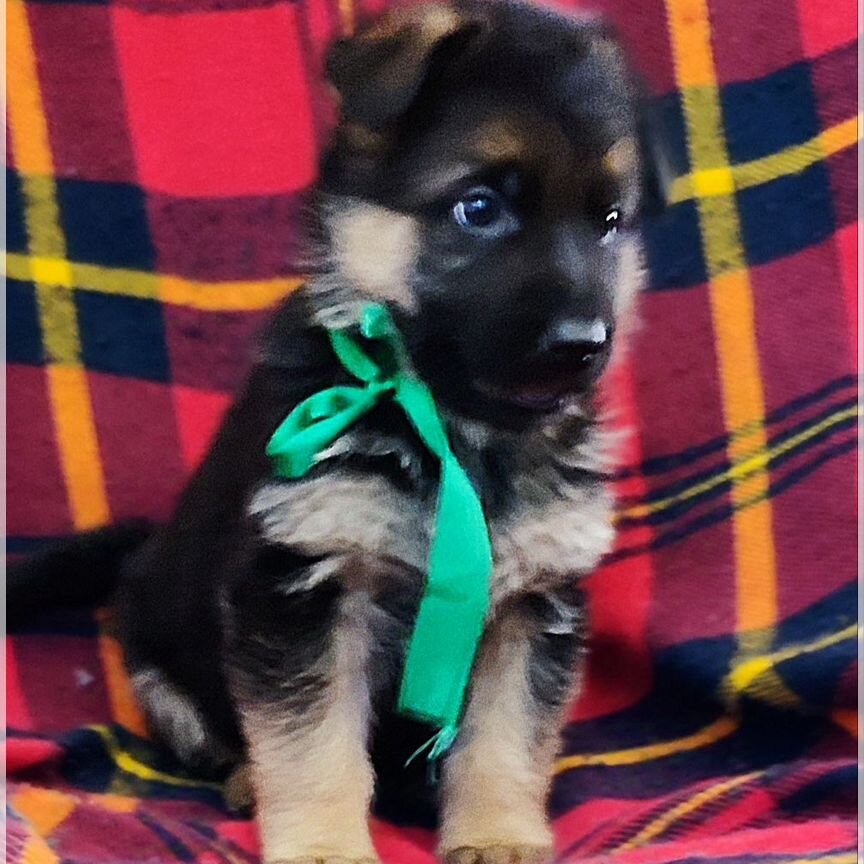 Щеночки ждут дружочков