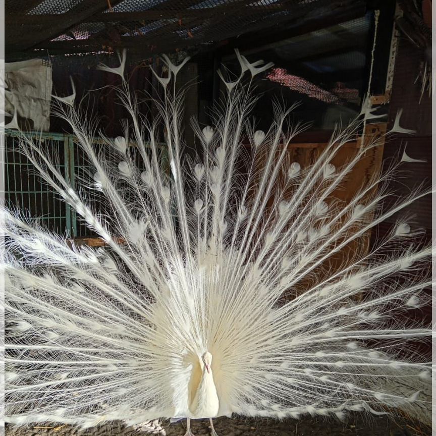 Павлин белый