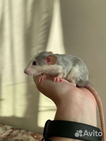 Крыса хаски