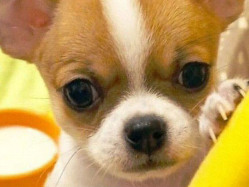 Щенки уникальных окрасов