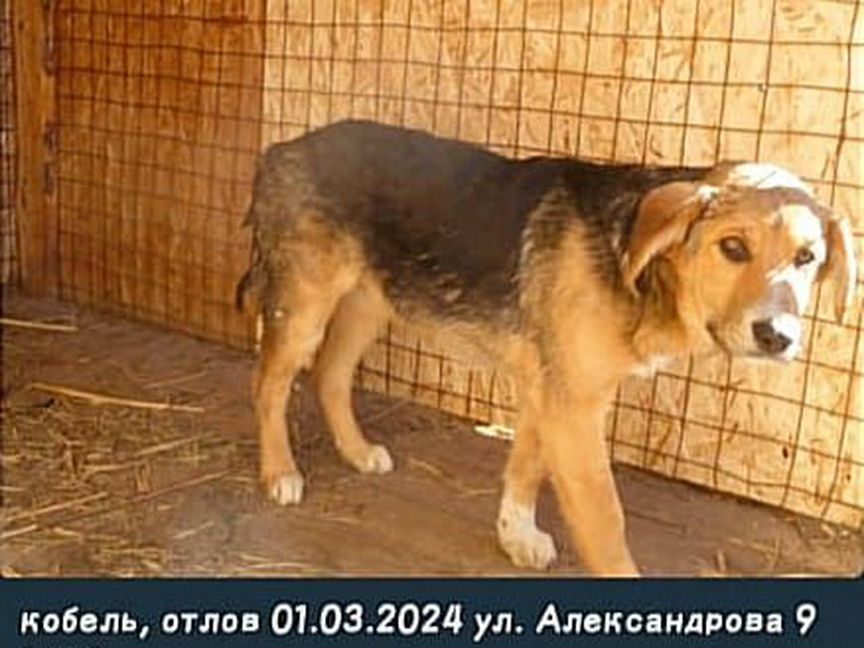 Собака на усыпление. Ищем добрые руки