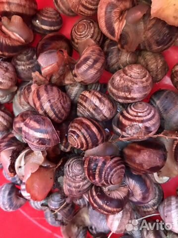 Улитки Виноградные