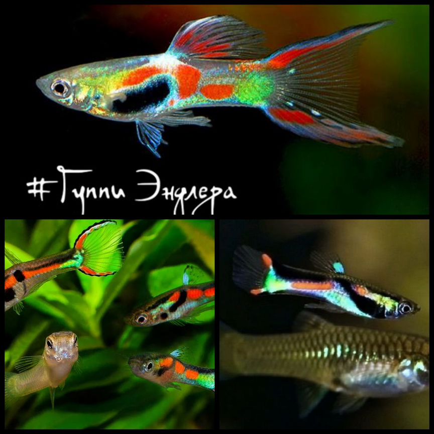 Рыбки гуппи эндлера