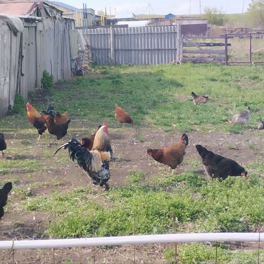Куры несушки продам
