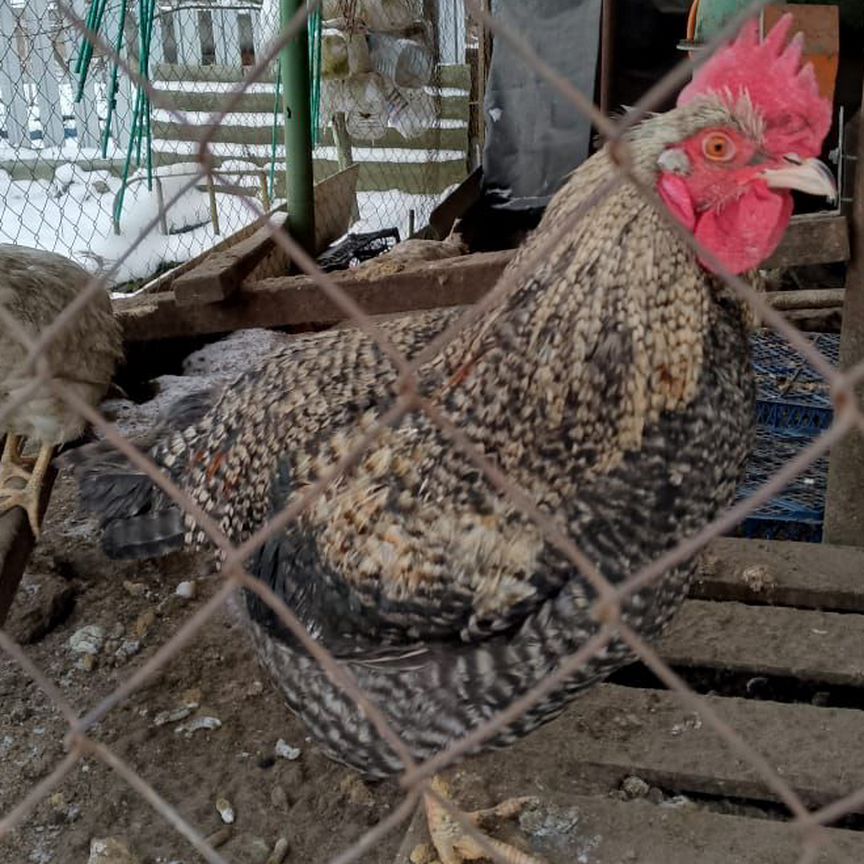 С/х животные птица