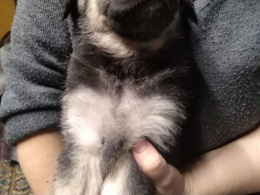 Щенки Восточно-европейской овчарки