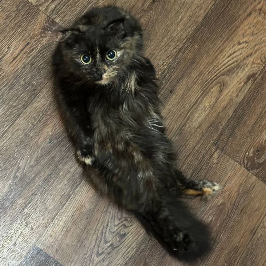 Шотландская кошка вислоухая
