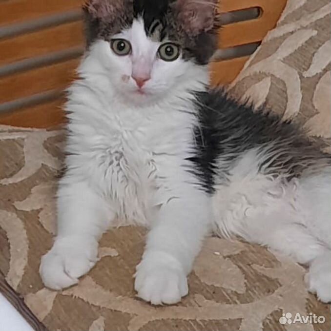 Сибирский красавчик.2,5 мес