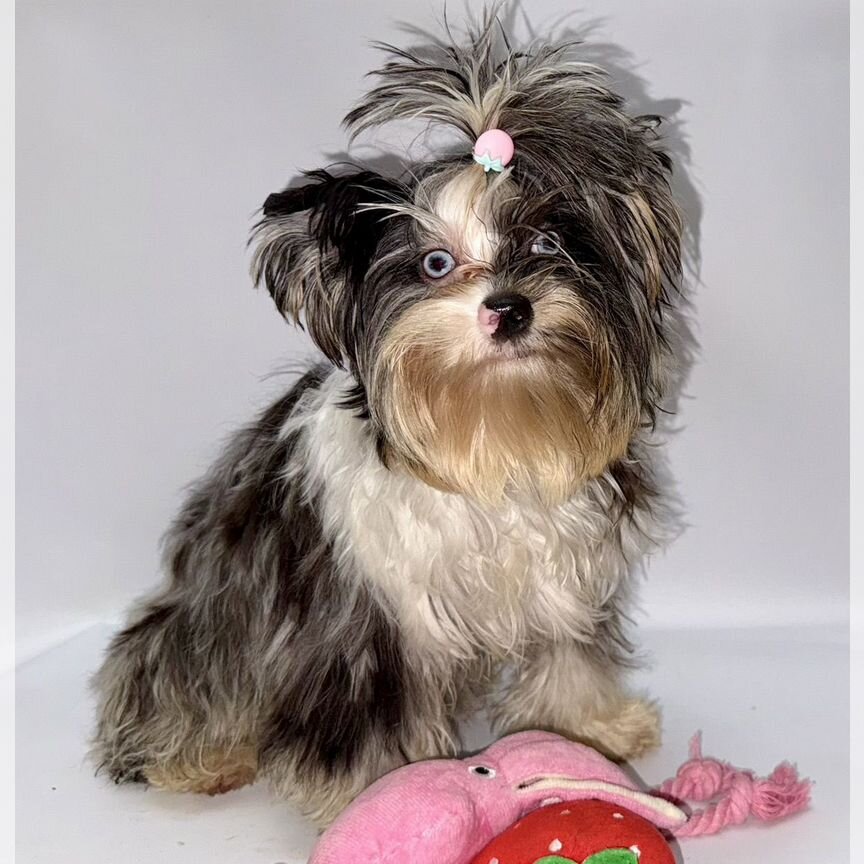 Бивер-йоркширский терьер, щенок