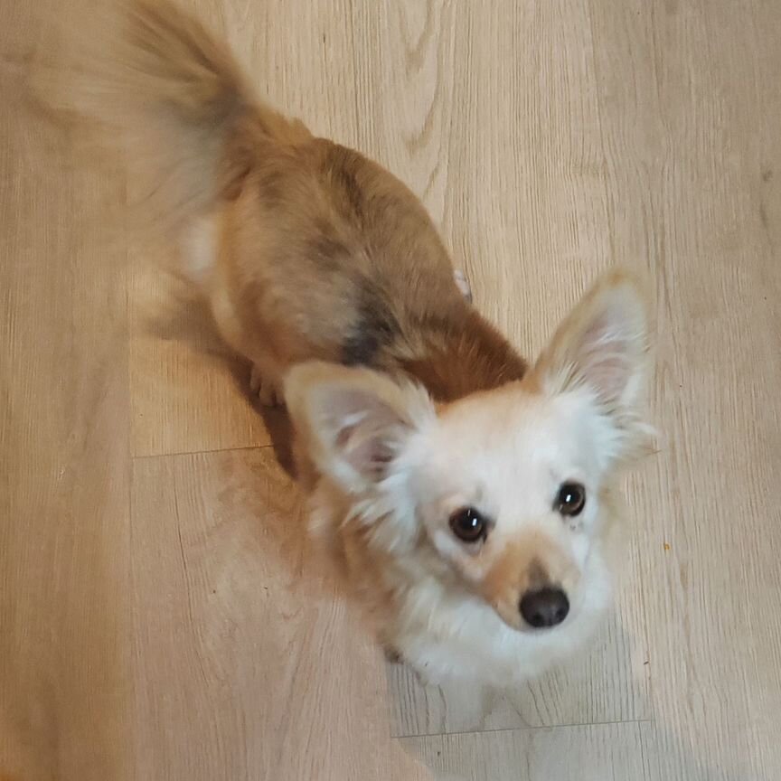 Нашлась собачка