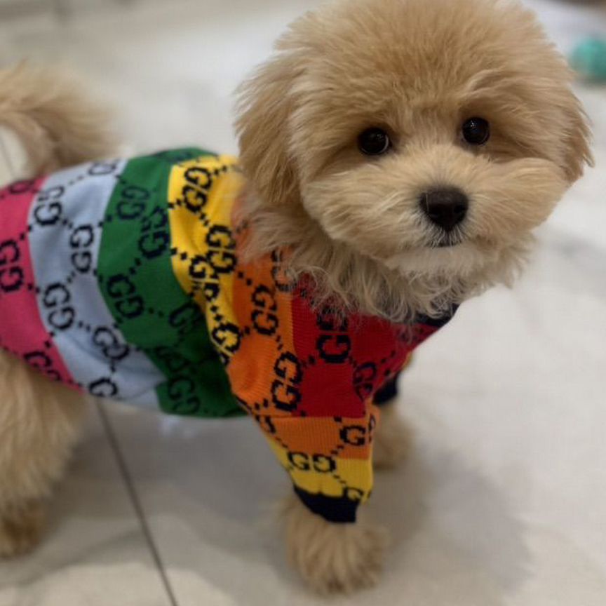 Свитер для маленьких собак gussi размеры s,m,l,xl