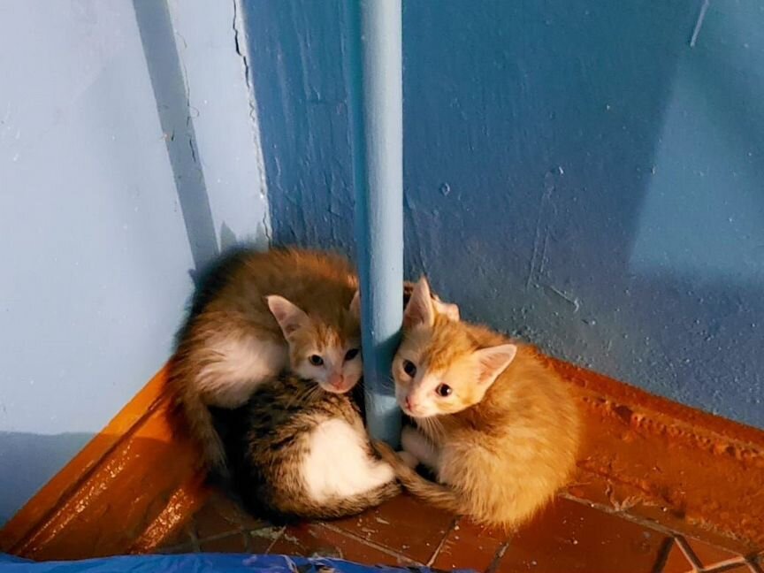 Рыжие котята