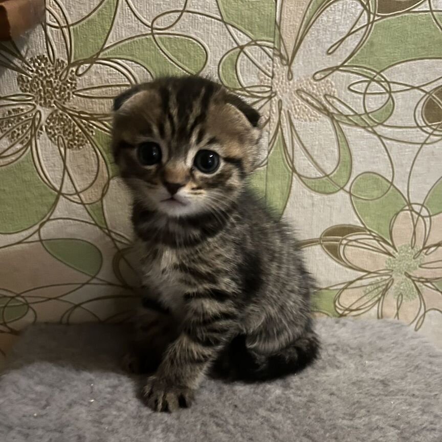 Шотландская