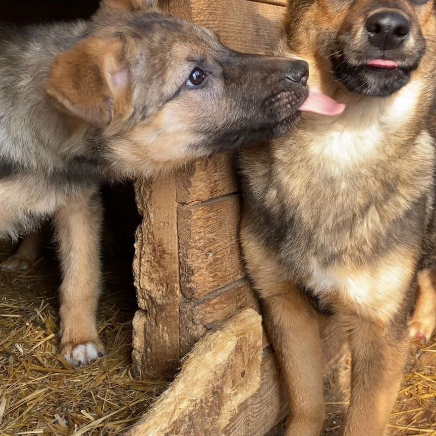 Щенок в добрые руки. Тори и Яшка