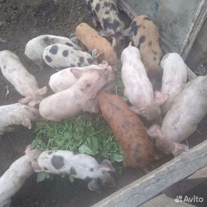 Мама белая папа дюрок