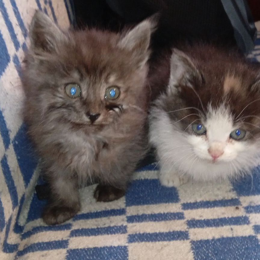 Котенок в дар бесплатно