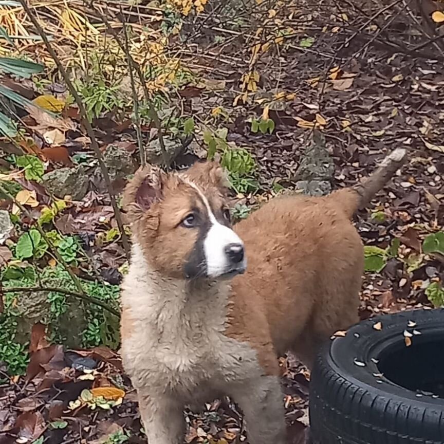 Кавказский волкодав