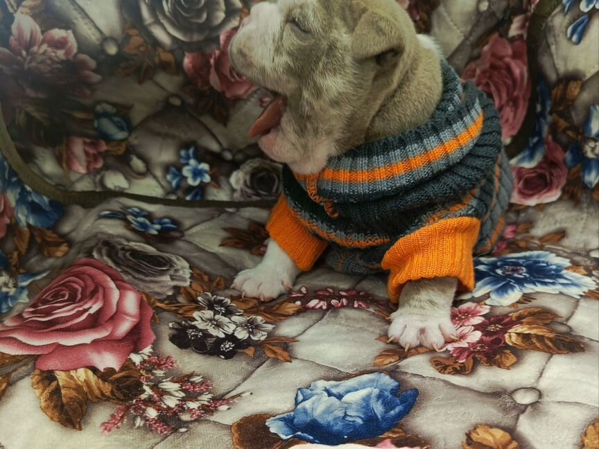 Американский булли мальчик