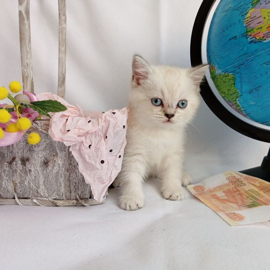 Шотландские шиншиллы