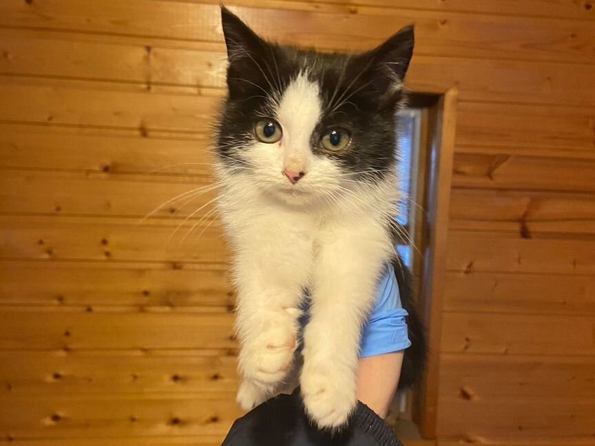 Кошка