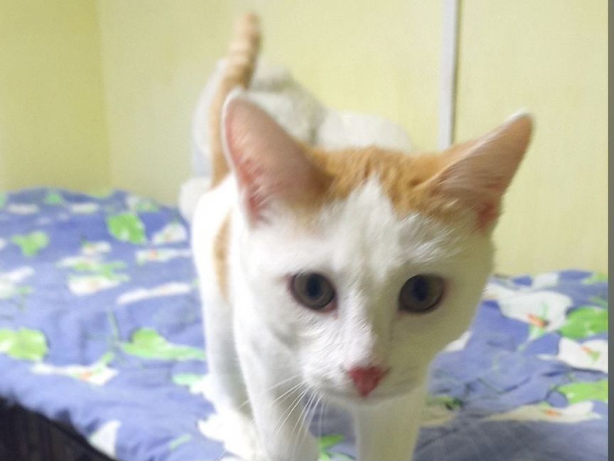 Котенок Янтарик, ему около 5 месяцев