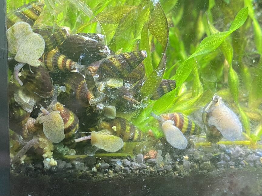 Улитка хелена