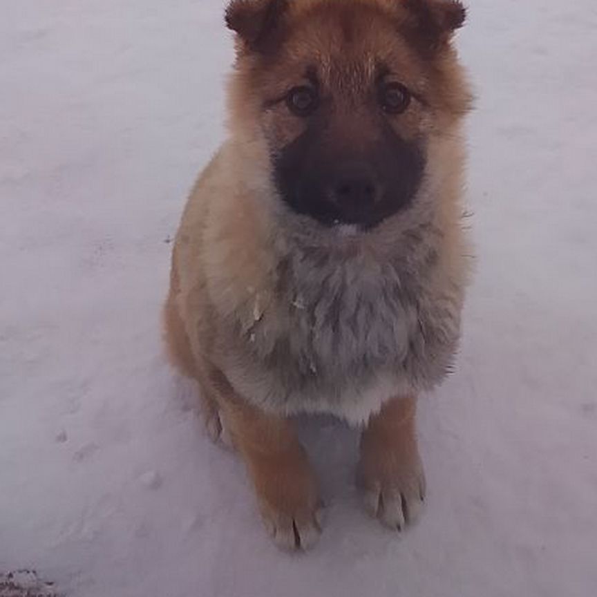 Лайка, щенок