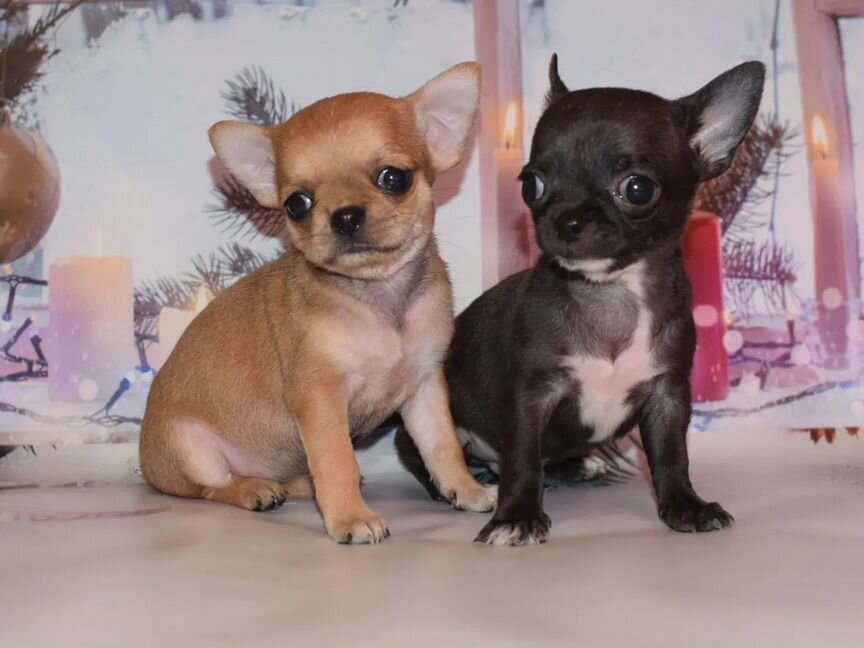 Чихуахуа мини щеночки РКФ