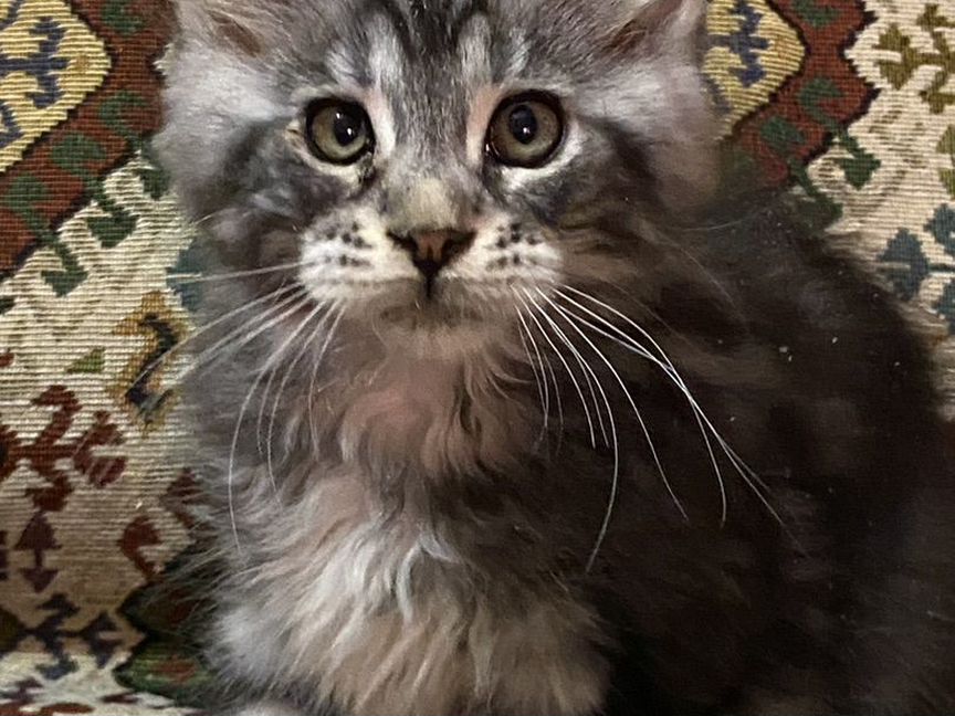 Очаровательные детки-котятки