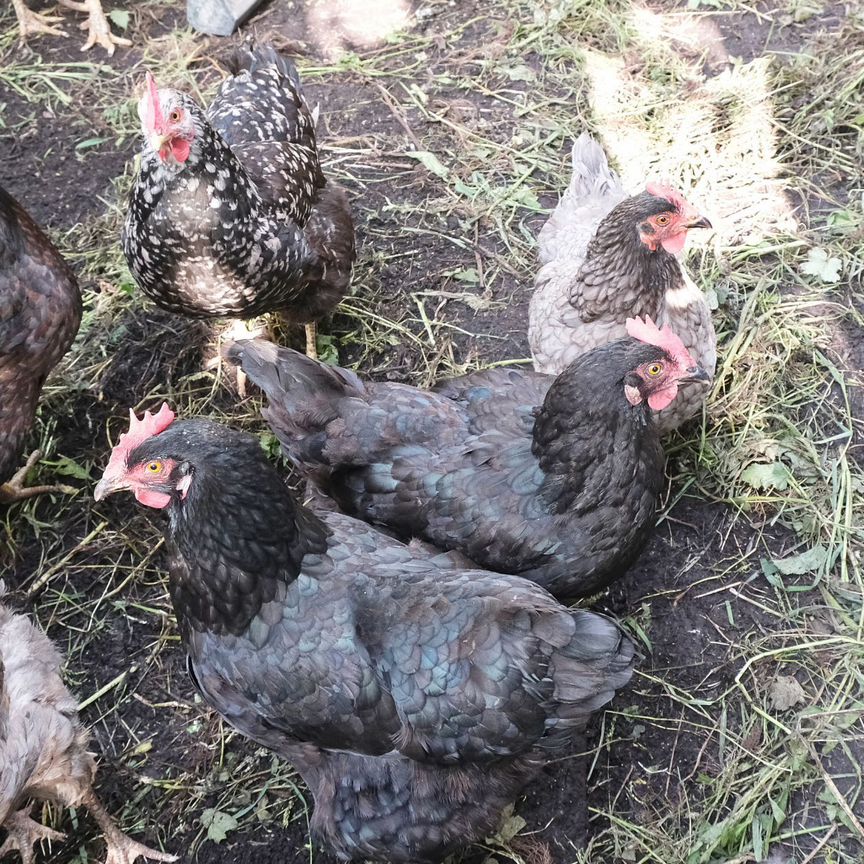 Курицы домашние мясо яичного направления